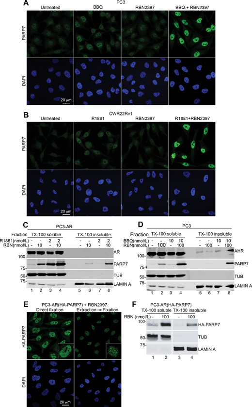 Induction of PARP7 Creates a Vulnerability for Growth Inhibition by ...