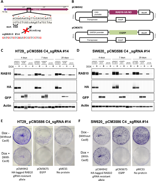 Genome-wide CRISPR Screen Reveals RAB10 as a Synthetic Lethal Gene in ...
