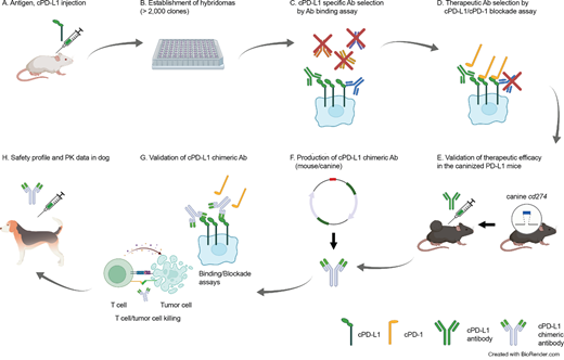 Development of an Anti-canine PD-L1 Antibody and Caninized PD-L1 Mouse ...