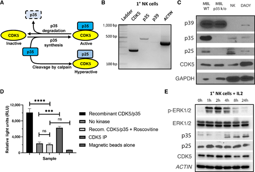 p35 is a Crucial Player in NK-cell Cytotoxicity and TGFβ-mediated NK ...