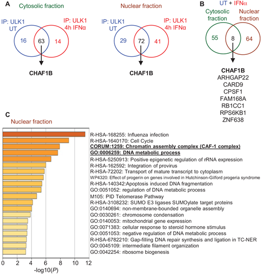 Targeting CHAF1B Enhances IFN Activity against Myeloproliferative ...
