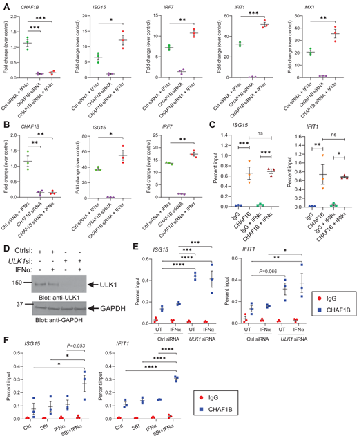 Targeting CHAF1B Enhances IFN Activity against Myeloproliferative ...