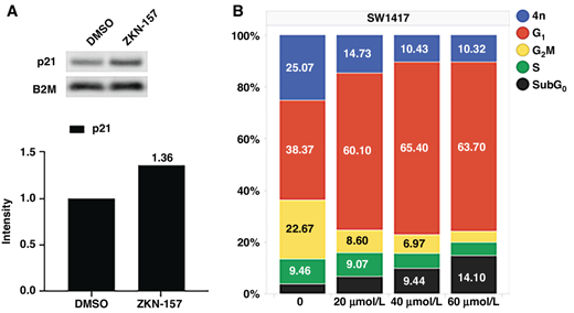 A Novel Class of Ribosome Modulating Agents Exploits Cancer Ribosome Heterogeneity to ...