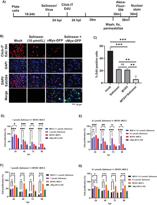 Nuclear Export Inhibitor Selinexor Enhances Oncolytic Myxoma Virus ...
