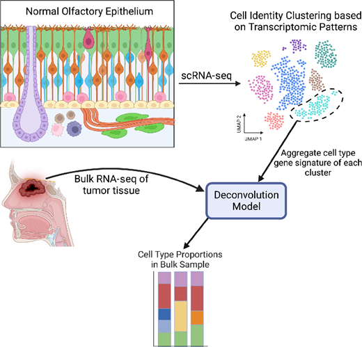 Deconstructing Olfactory Epithelium Developmental Pathways in Olfactory ...