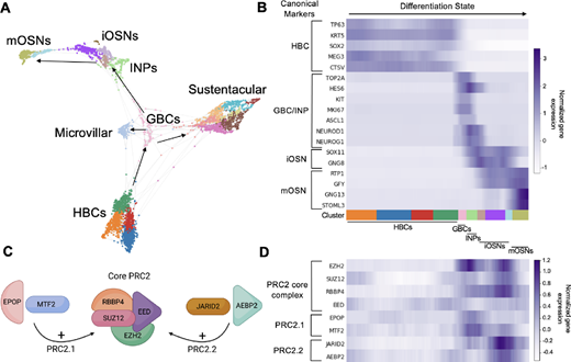 Deconstructing Olfactory Epithelium Developmental Pathways in Olfactory ...