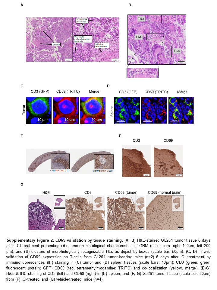 Immuno-PET Imaging of CD69 Visualizes T-Cell Activation and Predicts ...