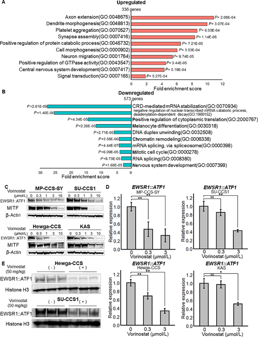 Targeting the Clear Cell Sarcoma Oncogenic Driver Fusion Gene EWSR1 ...
