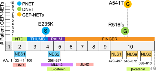 Clinically Defined Mutations in MEN1 Alter Its Tumor-suppressive ...