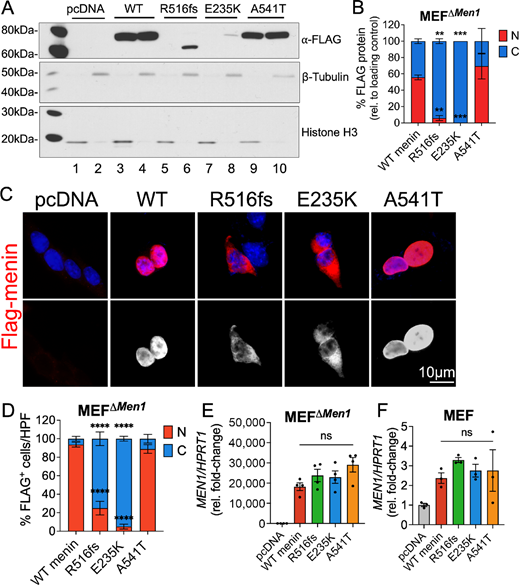 Clinically Defined Mutations in MEN1 Alter Its Tumor-suppressive ...