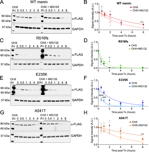 Clinically Defined Mutations in MEN1 Alter Its Tumor-suppressive ...