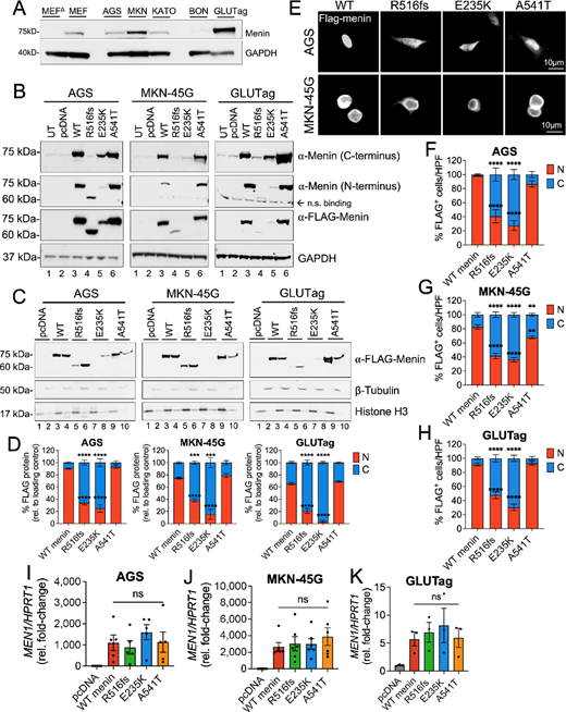 Clinically Defined Mutations in MEN1 Alter Its Tumor-suppressive ...