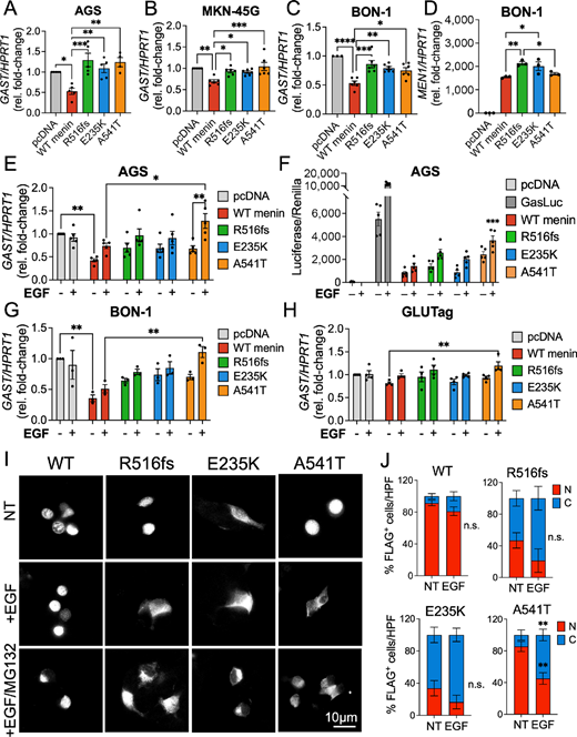 Clinically Defined Mutations in MEN1 Alter Its Tumor-suppressive ...