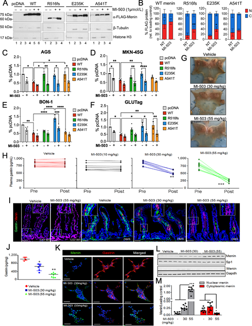 Clinically Defined Mutations in MEN1 Alter Its Tumor-suppressive ...