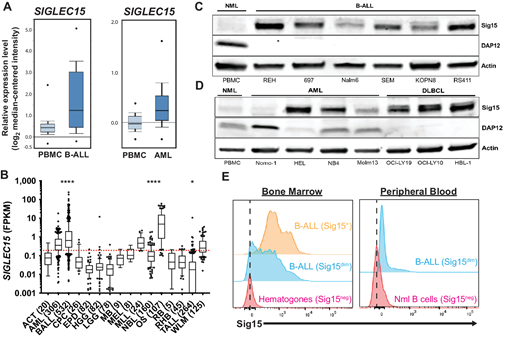 Siglec-15 Promotes Evasion of Adaptive Immunity in B-cell Acute ...