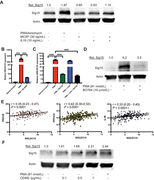 Siglec-15 Promotes Evasion of Adaptive Immunity in B-cell Acute ...