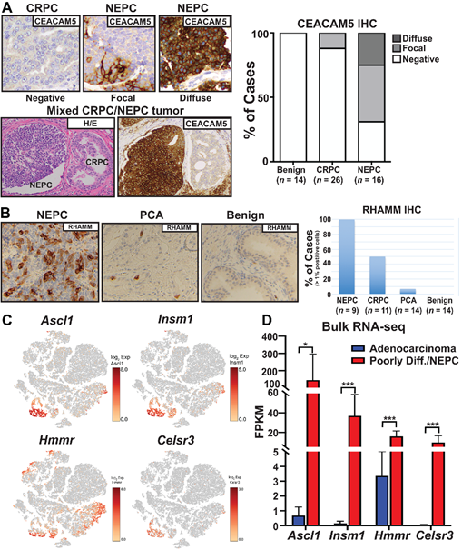The Identification of CELSR3 and Other Potential Cell Surface Targets ...