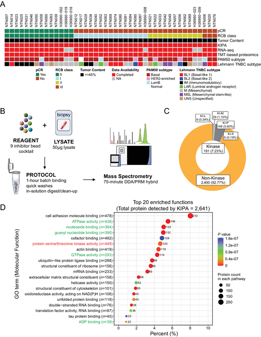 Kinase Inhibitor Pulldown Assay Identifies a Chemotherapy Response ...