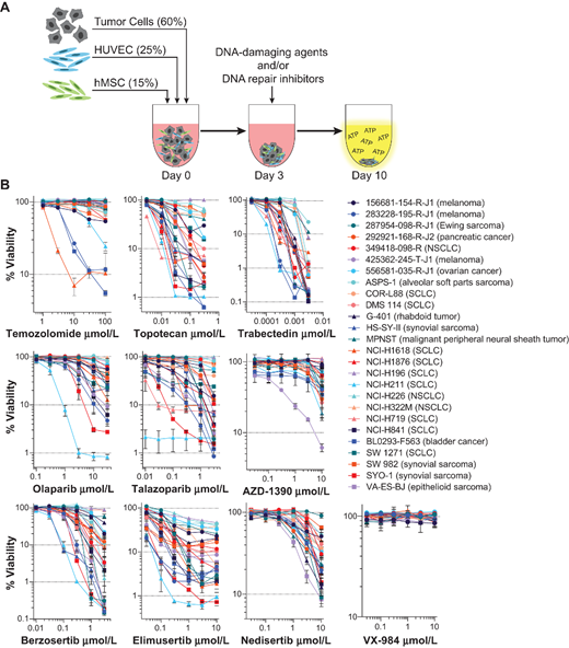 Multicellular Complex Tumor Spheroid Response to DNA Repair Inhibitors in Combination with DNA ...