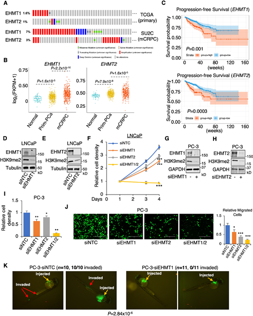 Demethylation of EHMT1/GLP Protein Reprograms Its Transcriptional ...