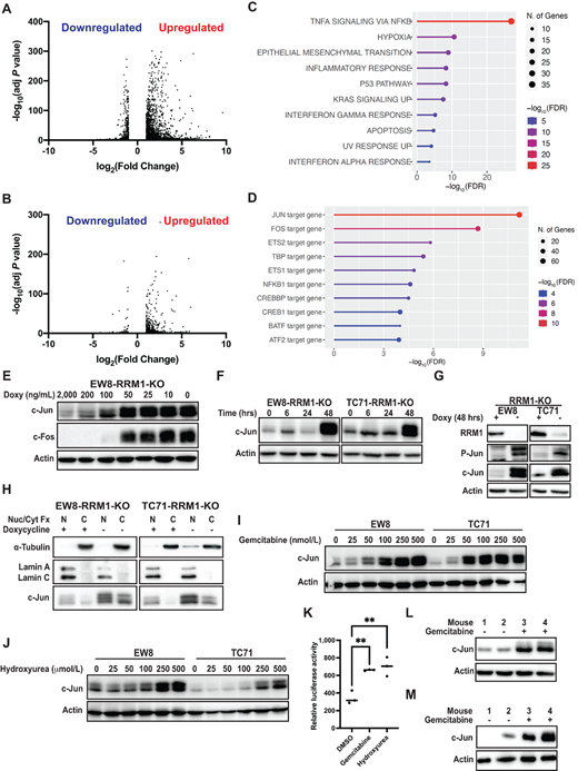 Activator Protein-1 (AP-1) Signaling Inhibits the Growth of Ewing ...