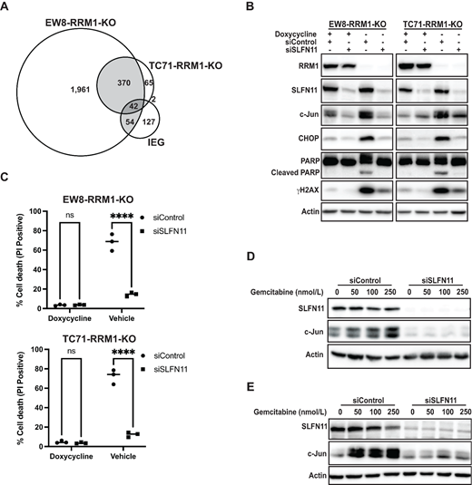 Activator Protein-1 (AP-1) Signaling Inhibits the Growth of Ewing ...