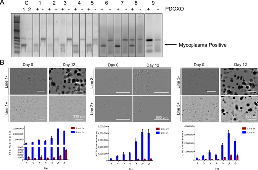 Effects and Eradication of Mycoplasma Contamination on Patient-derived ...