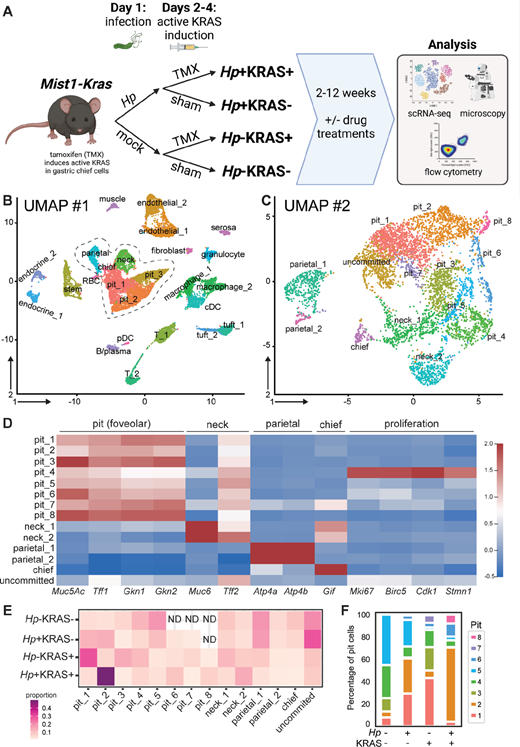Single-cell Profiling Uncovers a Muc4-Expressing Metaplastic Gastric ...