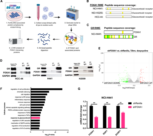 A Druggable FOXA1-Glucocorticoid Receptor Transcriptional Axis Drives ...