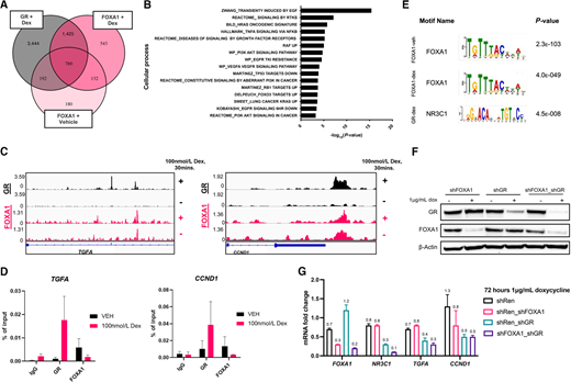 A Druggable FOXA1-Glucocorticoid Receptor Transcriptional Axis Drives ...