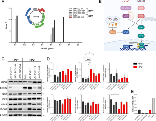 Differential Regulation of the STING Pathway in Human Papillomavirus ...