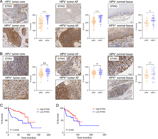 Differential Regulation of the STING Pathway in Human Papillomavirus ...