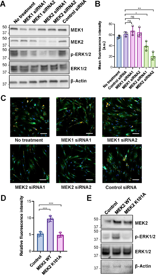 Lung Fibroblasts Take up Breast Cancer Cell-derived Extracellular ...