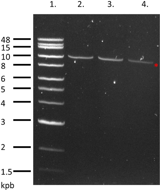 A Revised Molecular Model of Ovarian Cancer Biomarker CA125 (MUC16 ...