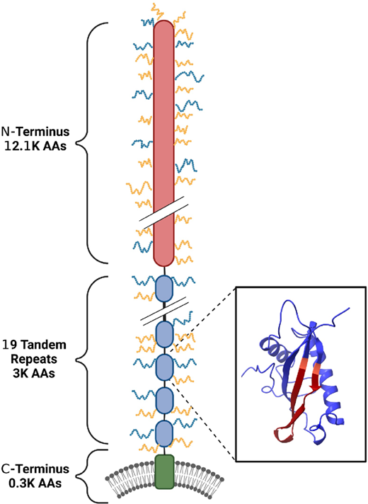 A Revised Molecular Model of Ovarian Cancer Biomarker CA125 (MUC16 ...