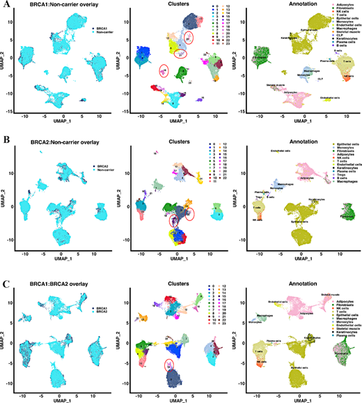 Signaling Pathway Alterations Driven by BRCA1 and BRCA2 Germline ...
