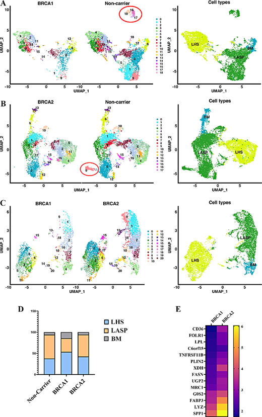 Signaling Pathway Alterations Driven by BRCA1 and BRCA2 Germline ...