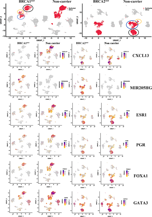 Signaling Pathway Alterations Driven by BRCA1 and BRCA2 Germline ...