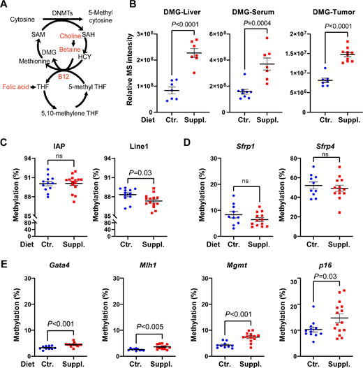 Dietary Folate and Cofactors Accelerate Age-dependent p16 Epimutation ...