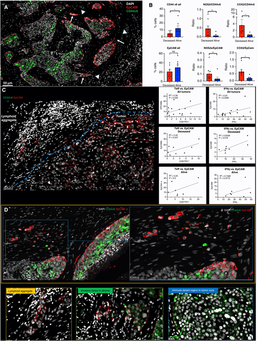Tumor NOS2 and COX2 Spatial Juxtaposition with CD8+ T Cells Promote ...