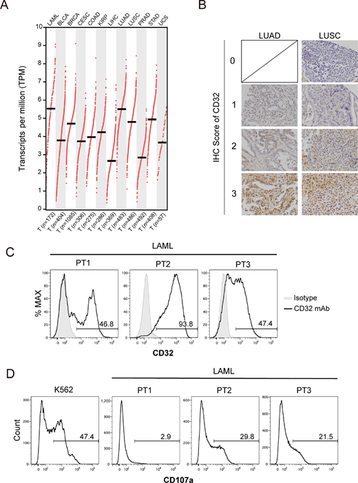 Anti-Vα24Jα18 TCR Antibody Tunes iNKT Cell Responses to Target and Kill ...