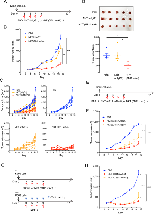 Anti-Vα24Jα18 TCR Antibody Tunes iNKT Cell Responses to Target and Kill ...
