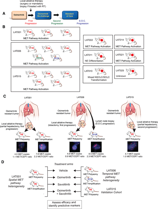 Functional Heterogeneity in MET Pathway Activation in PDX Models of ...