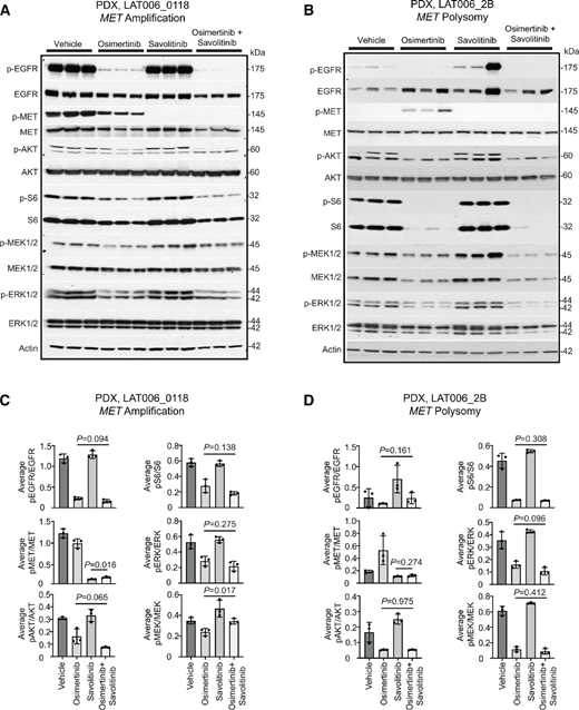Functional Heterogeneity in MET Pathway Activation in PDX Models of Osimertinib-resistant EGFR ...