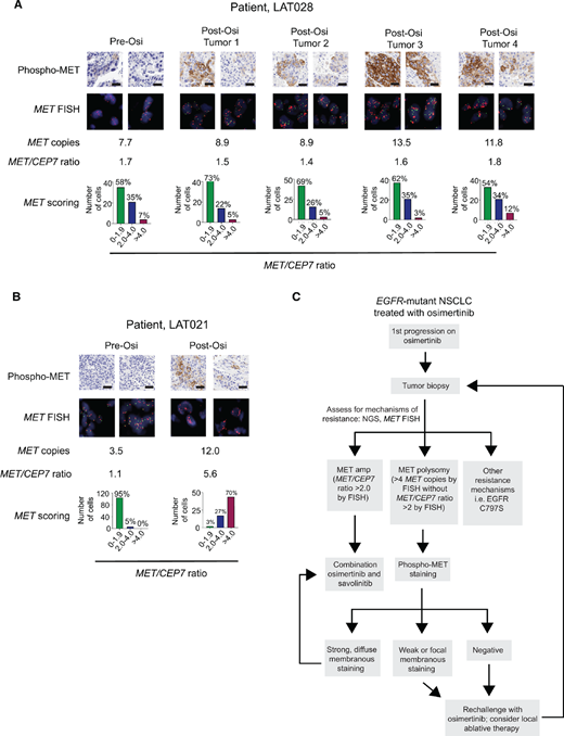 Functional Heterogeneity in MET Pathway Activation in PDX Models of Osimertinib-resistant EGFR ...
