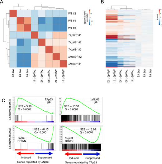 Genome-wide p63-Target Gene Analyses Reveal TAp63/NRF2-Dependent ...