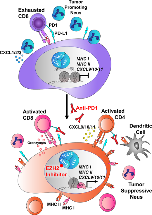 EZH2 Inhibition Promotes Tumor Immunogenicity in Lung Squamous Cell ...