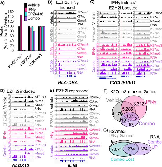 EZH2 Inhibition Promotes Tumor Immunogenicity in Lung Squamous Cell ...