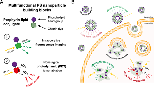 Nanoparticle-mediated Photodynamic Therapy as a Method to Ablate Oral ...
