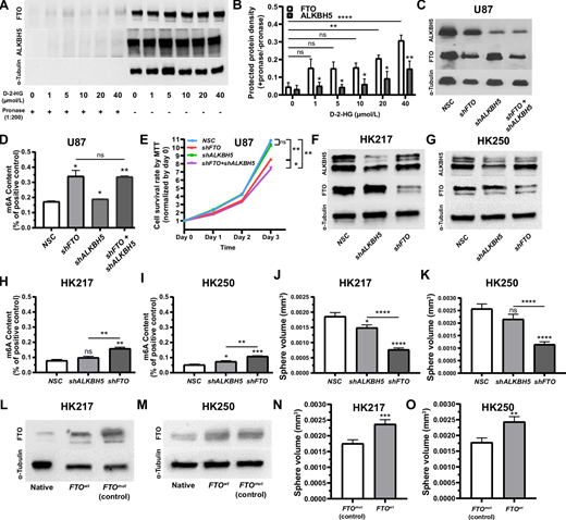 D-2-HG Inhibits IDH1mut Glioma Growth via FTO Inhibition and Resultant ...